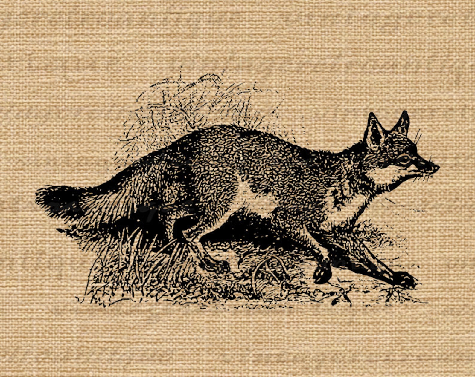 Gray Fox Digital Image Printable Vintage Fox Illustration | Etsy