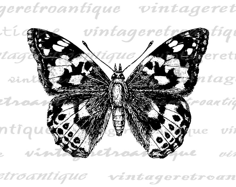 Painted-lady Butterfly Graphic Digital Download Illustration Image ...