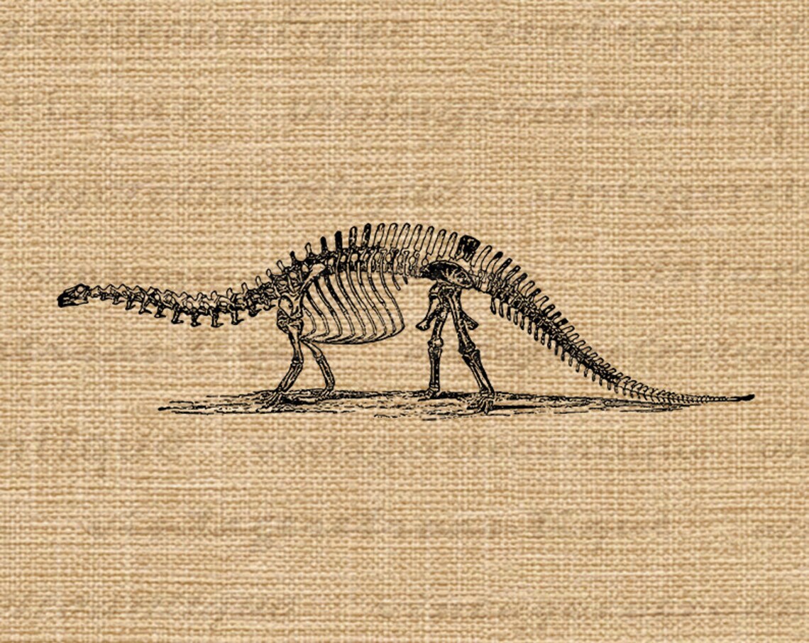Brontosaurus Dinosaur Skeleton Printable Digital Graphic Image - Etsy