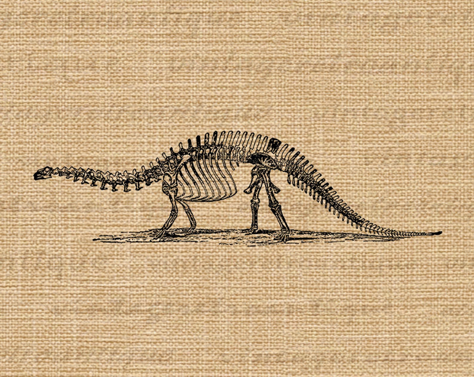 Brontosaurus Dinosaur Skeleton Printable Digital Graphic Image - Etsy