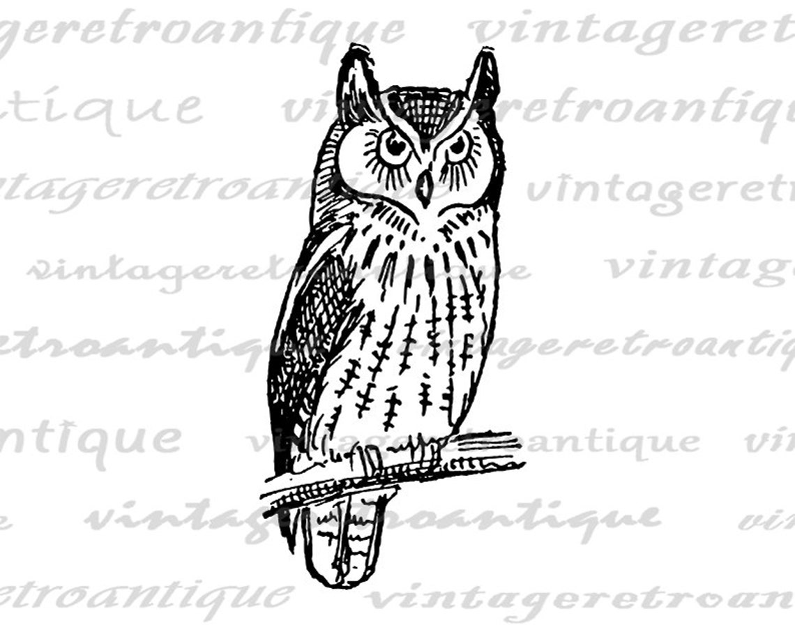 Antique Owl Image Graphic Digital Printable Bird Illustration - Etsy