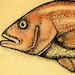 Red Snapper Art Print, Fish Drawings, Saltwater Fish, Fishing, Fish Art ...