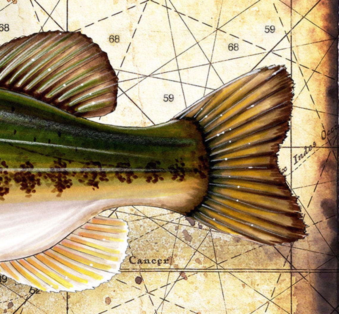 Hand Drawn Fish Art 9x12 Fish Prints Largemouth Bass - Etsy