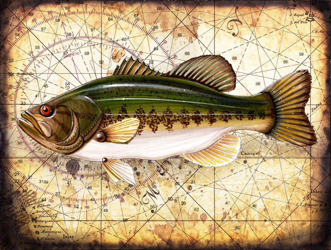 Hand Drawn Fish Art 9x12 +, Fish Prints - Largemouth Bass - Spotted ...