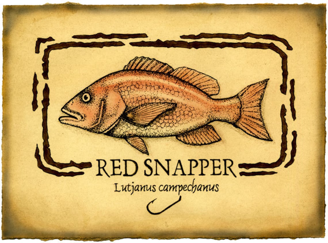 Red Snapper Art Print, Fish Drawings, Saltwater Fish, Fishing, Fish Art ...