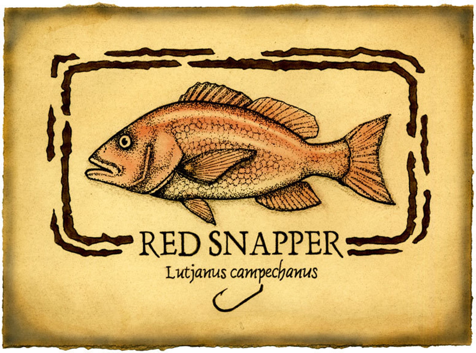 Red Snapper Art Print, Fish Drawings, Saltwater Fish, Fishing, Fish Art ...
