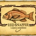 Red Snapper Art Print, Fish Drawings, Saltwater Fish, Fishing, Fish Art ...
