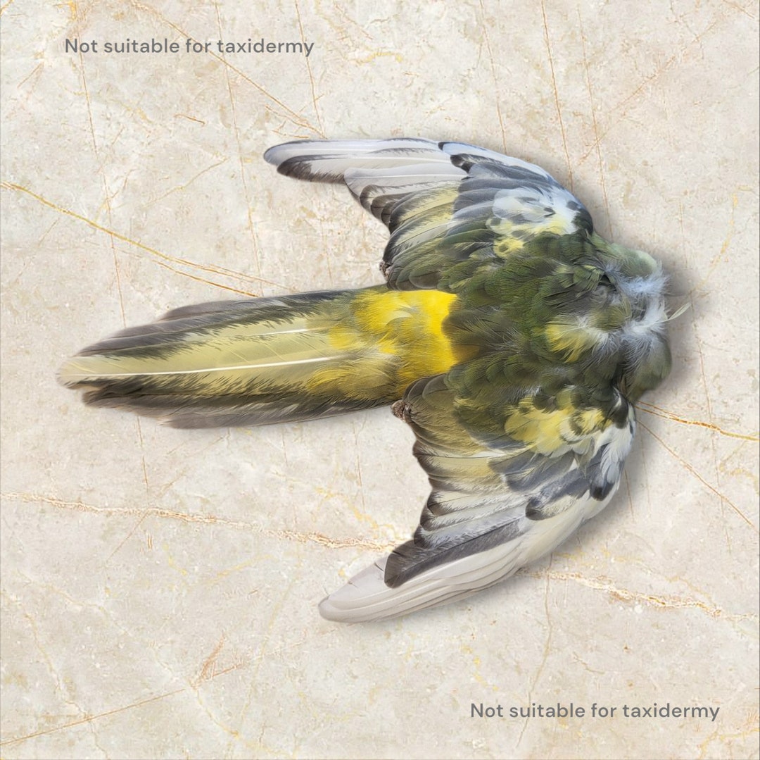 Real Taxidermy Dried Skin of a Bird - Etsy