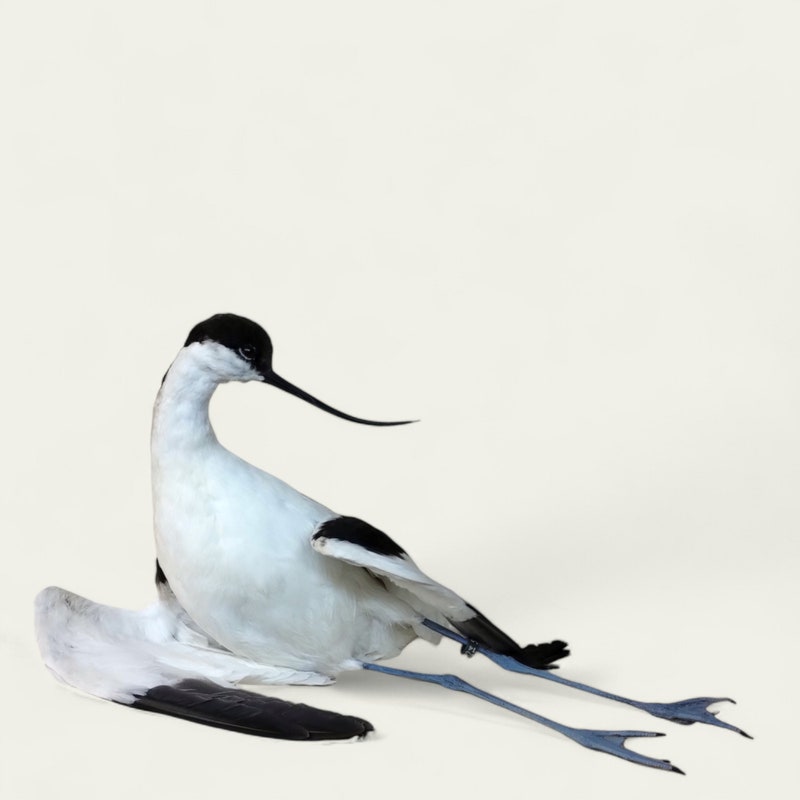 Taxidermy Birds - Etsy