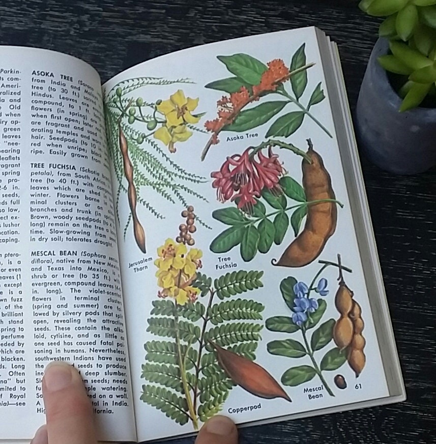 Little Golden Guide Exotic Plants Book by Golden Press & Western ...