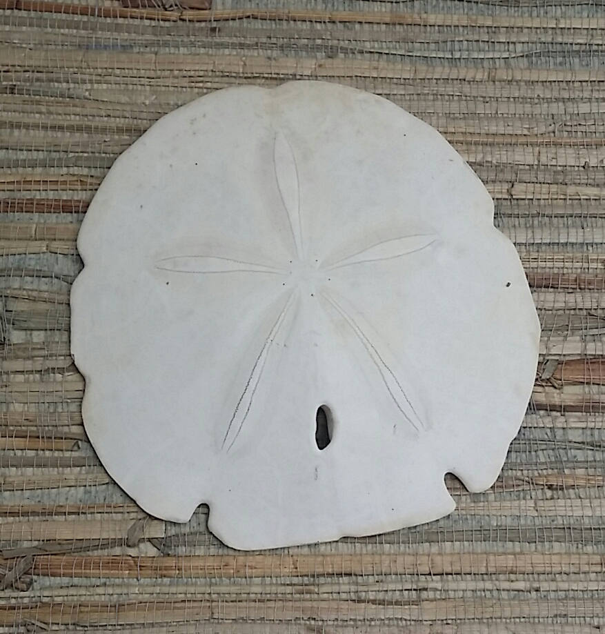 Large Sand Dollar Beach Style Vintage Sea Shells Beach Decor Nature ...