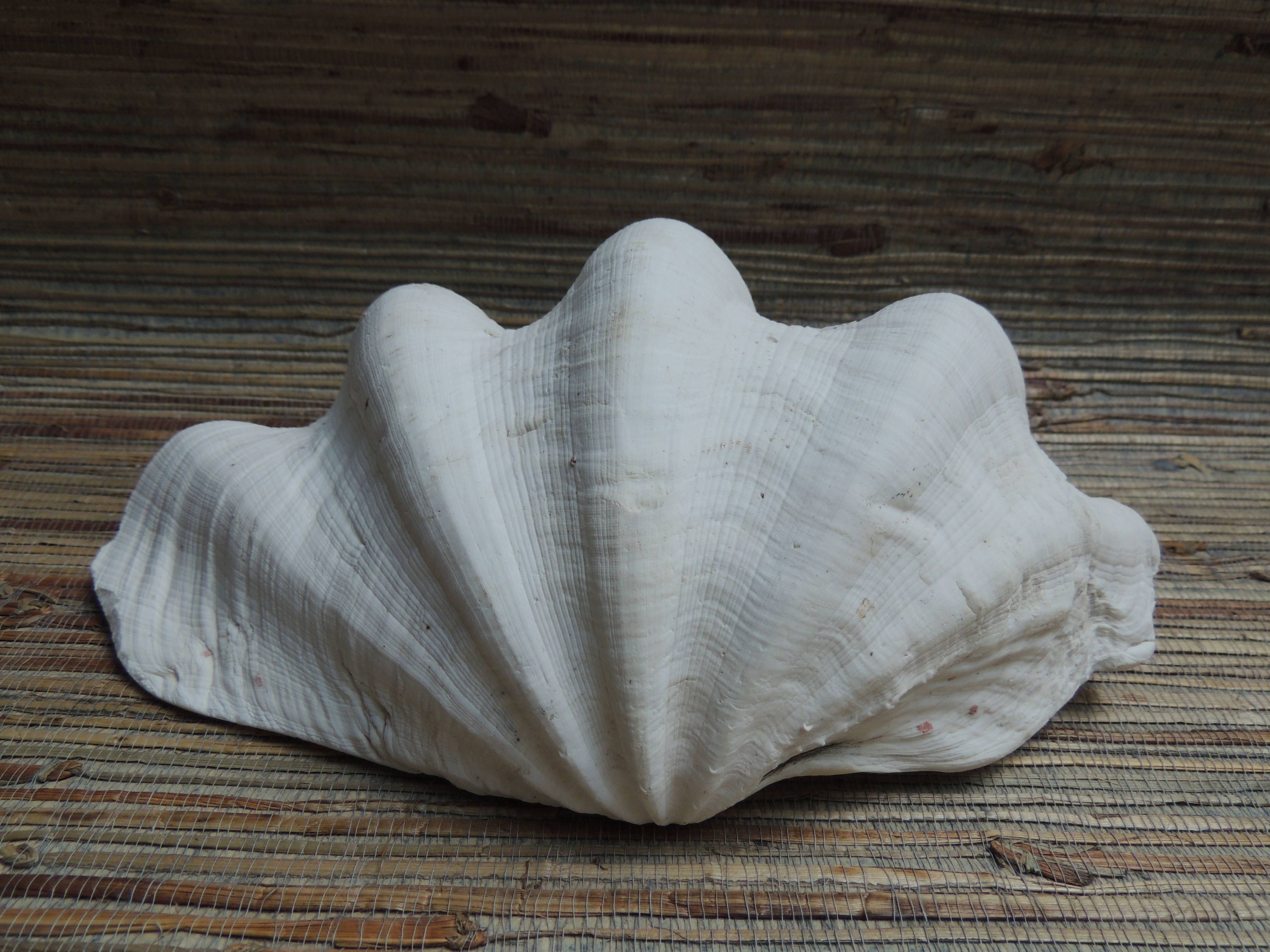 Large Old Clam Shell Vintage Beach Style Tridacna Gigas?