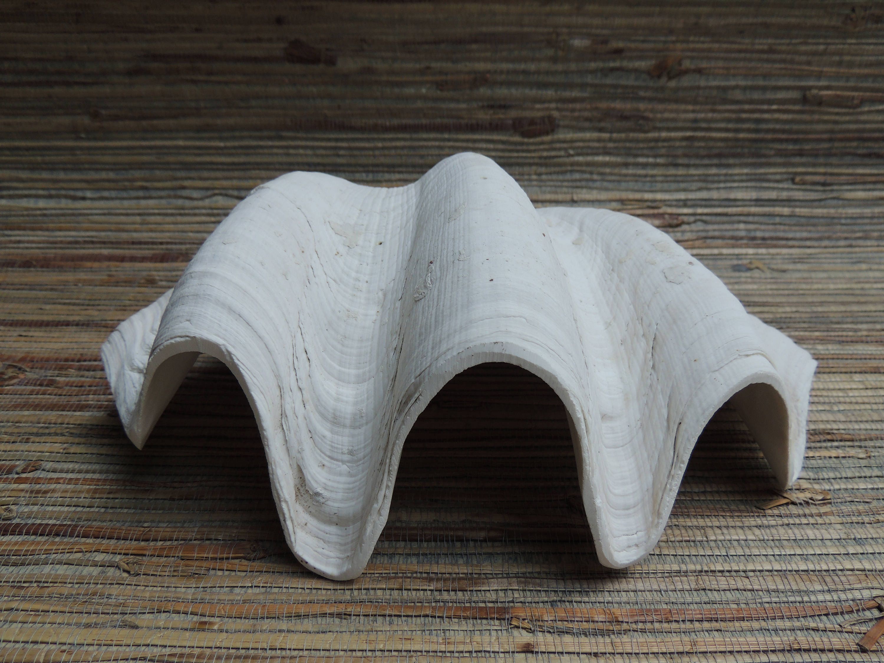 Large Old Clam Shell Vintage Beach Style Tridacna Gigas?