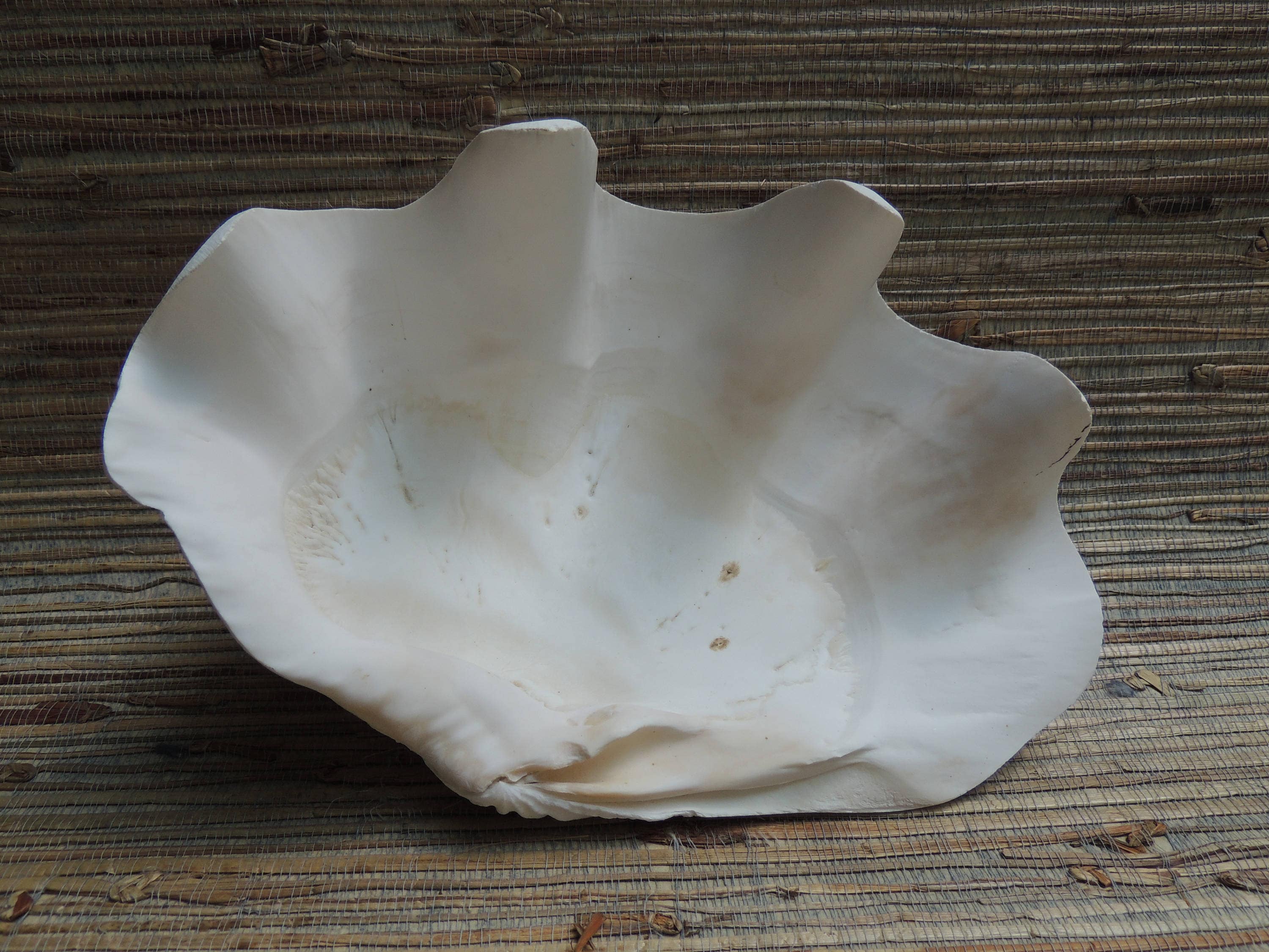 Large Old Clam Shell Vintage Beach Style Tridacna Gigas?