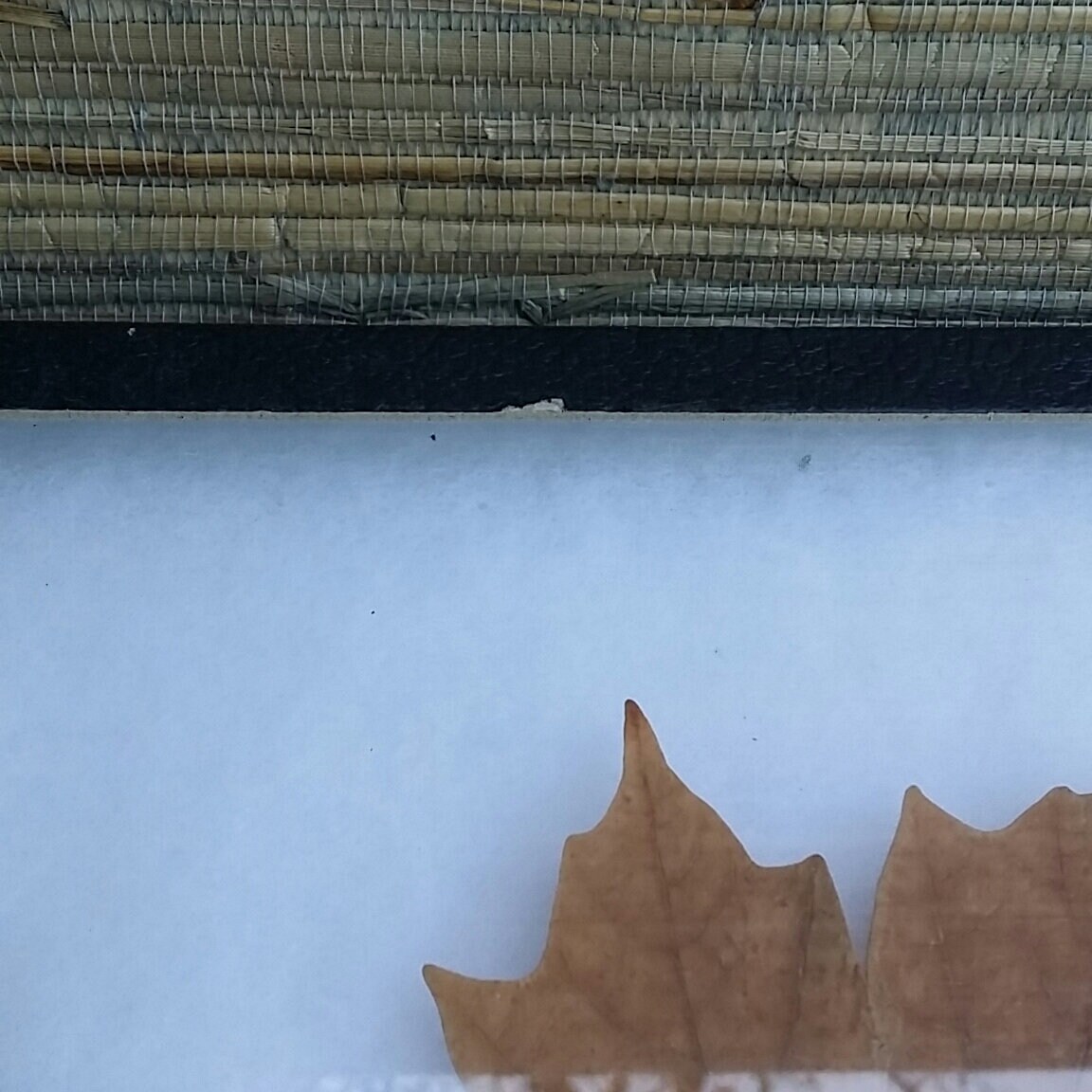 Vintage Specimen Display Case/Box With Glass Front Black Cardboard With ...