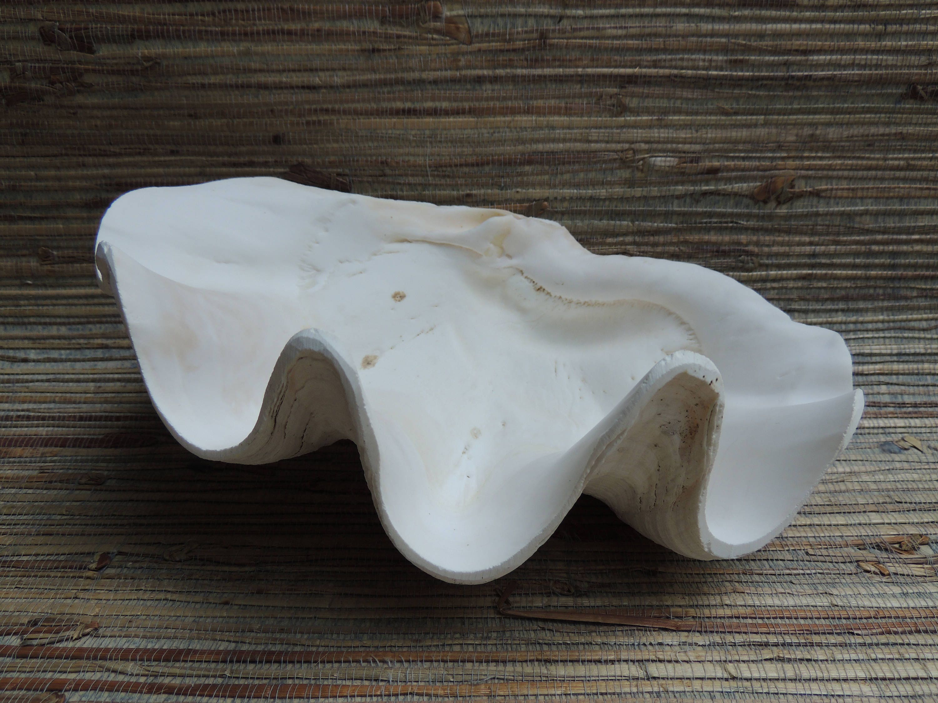 Large Old Clam Shell Vintage Beach Style Tridacna Gigas?