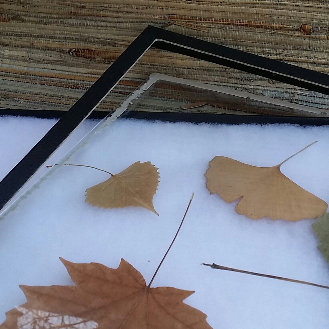 Vintage Specimen Display Case/Box With Glass Front Black Cardboard With ...