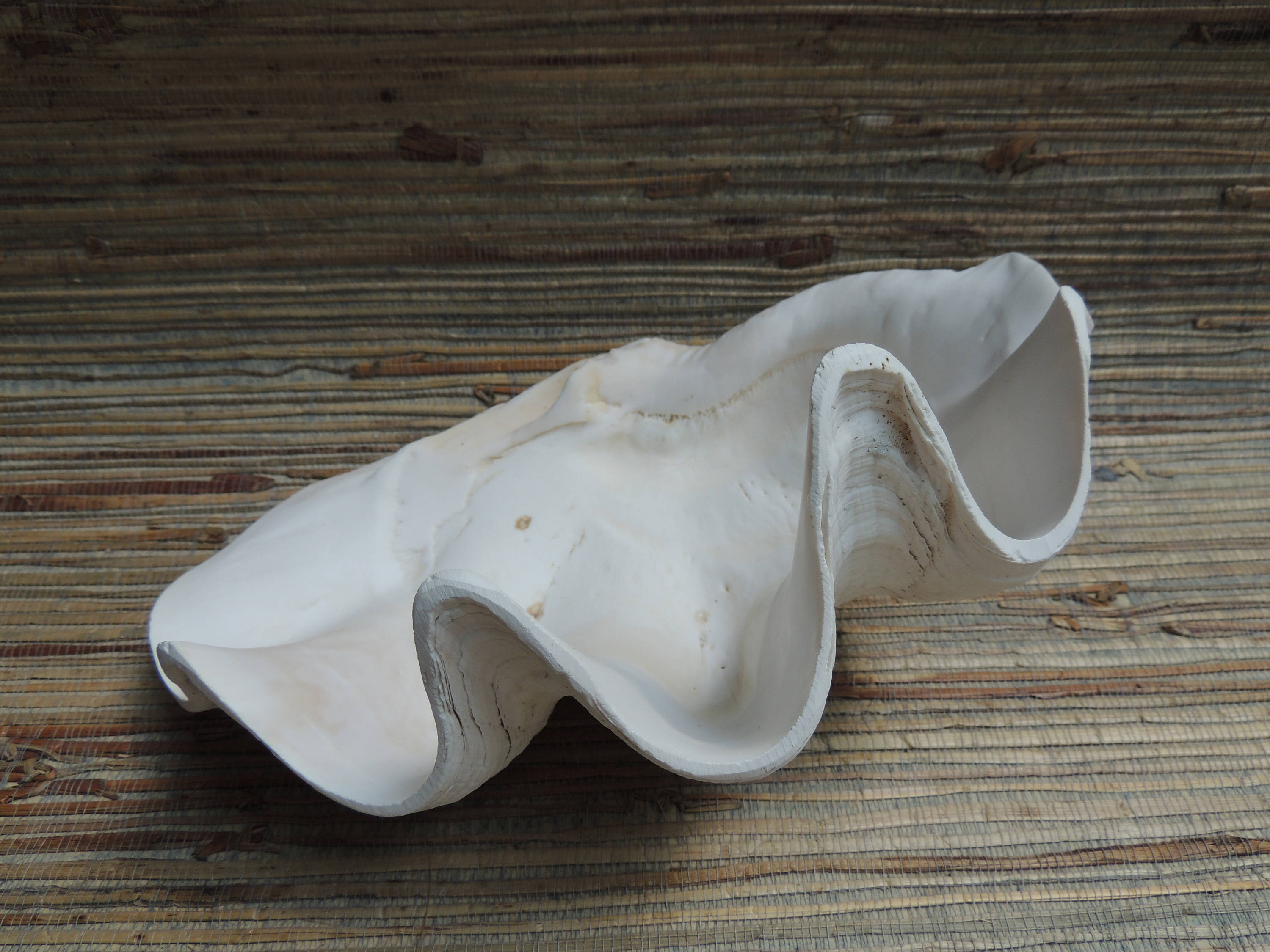 Large Old Clam Shell Vintage Beach Style Tridacna Gigas?