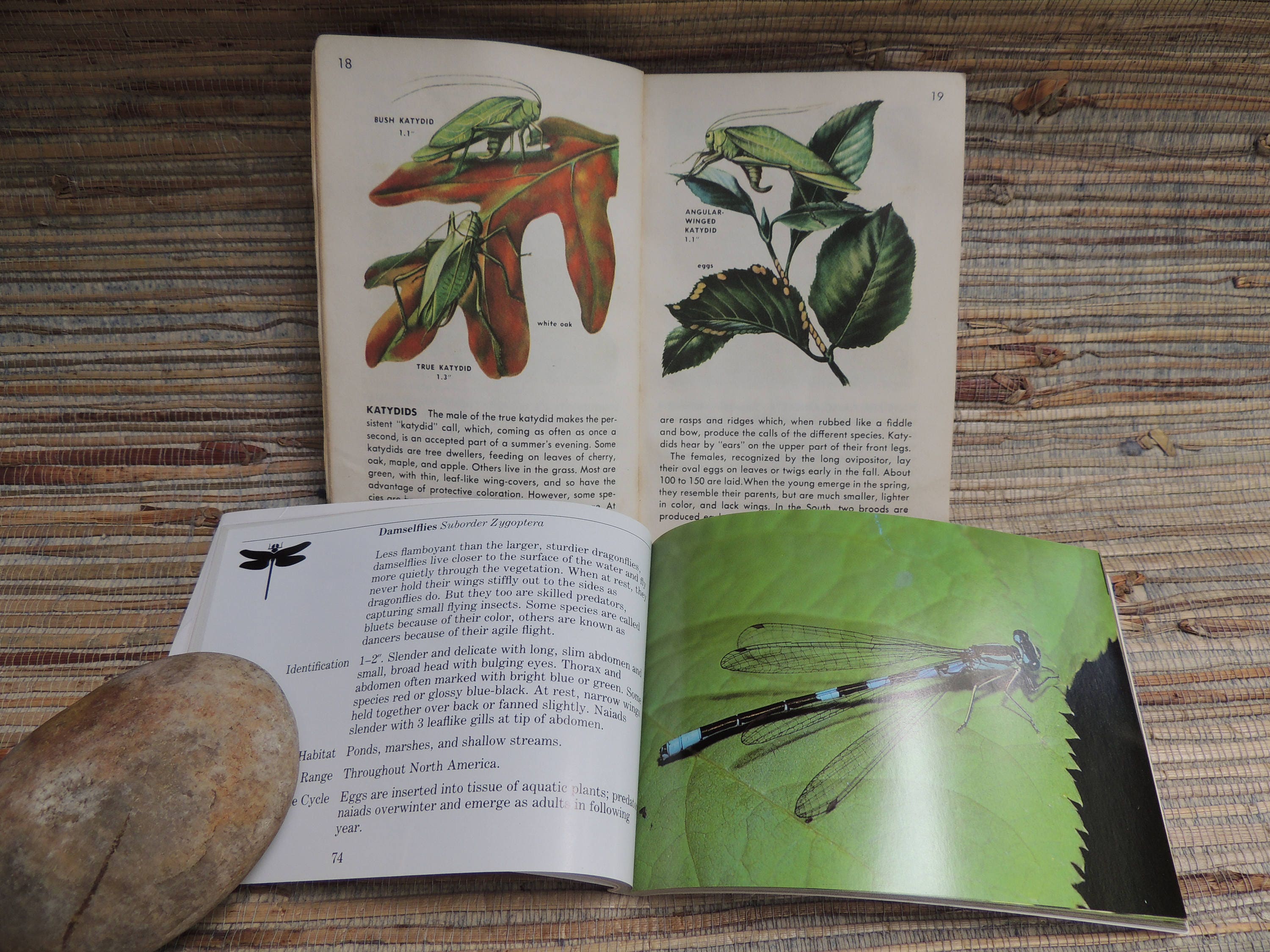 Vintage Pocket Size Insect Guide Books National Audubon Society & Golden