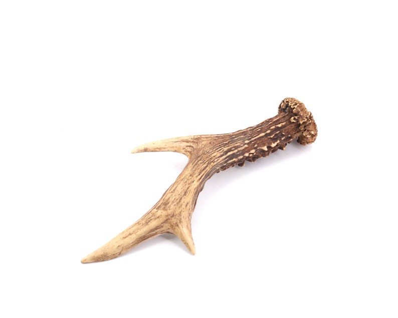 Small Deer Antlers, 1950s / Trophy, Cabinet of Curiosities, Taxidermy ...
