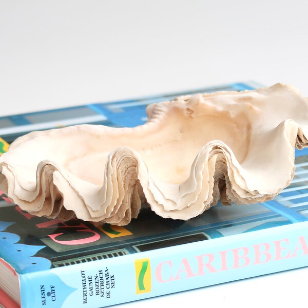 Clam Shell Dish - Etsy