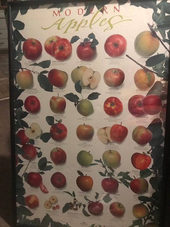 Vintage Framed Apple Poster 36 Varieties of Apples Poster | Etsy