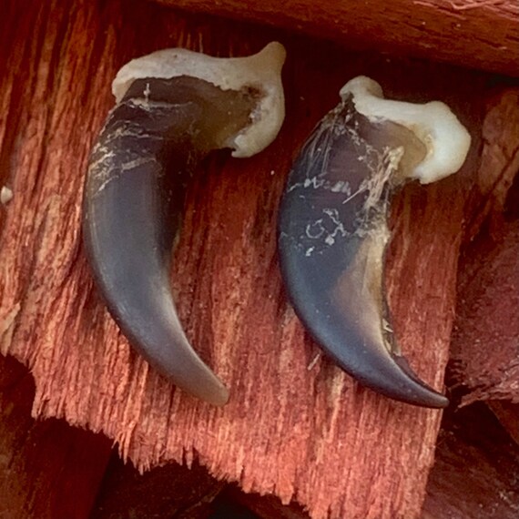 Coyote Claws Set of 2 Authentic Coyote Claws Coyote Coyote - Etsy