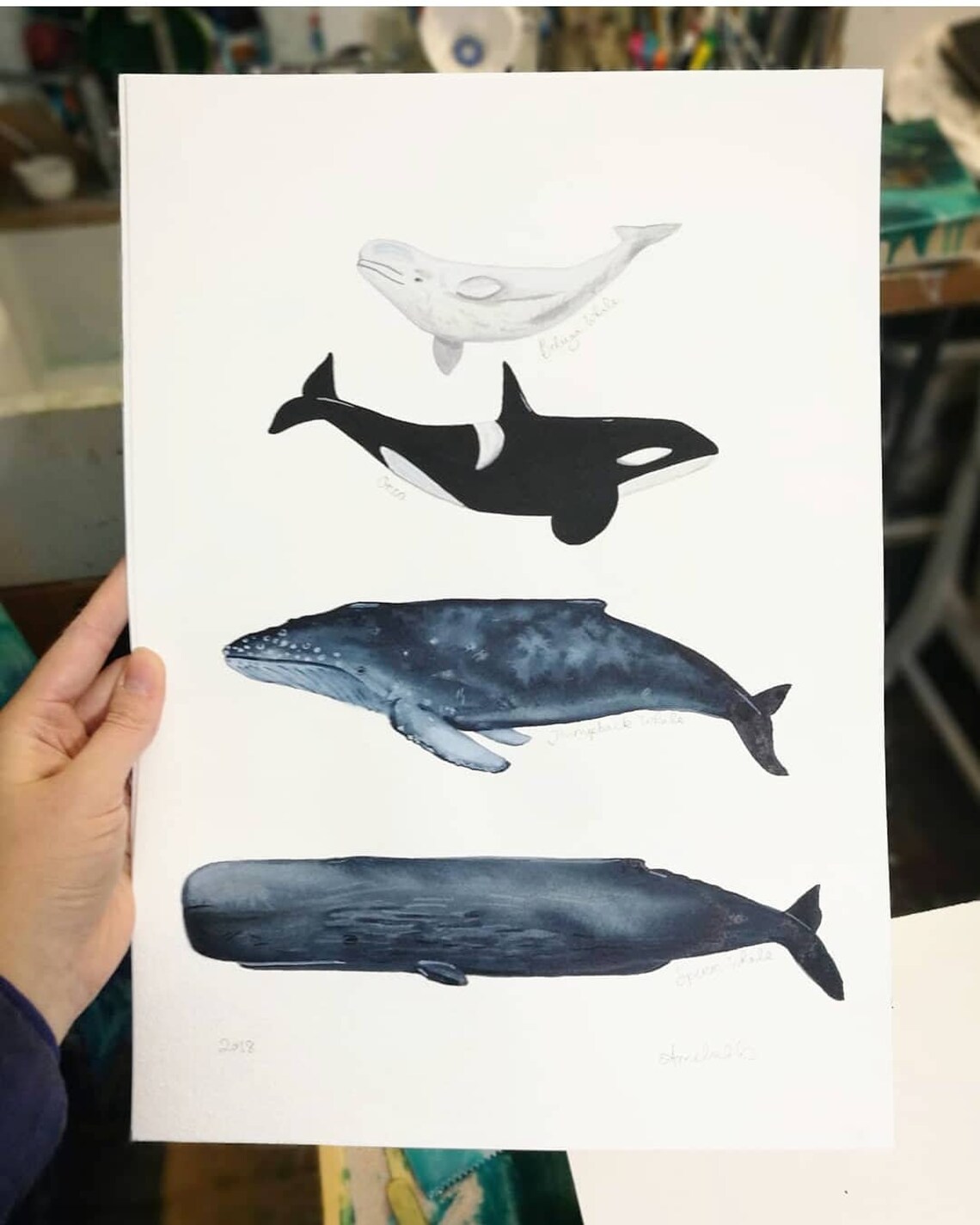 Printable Whale Illustration A4 Digital File Beluga Orca Humpback ...