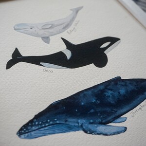 Printable Whale Illustration A4 Digital File Beluga Orca Humpback ...