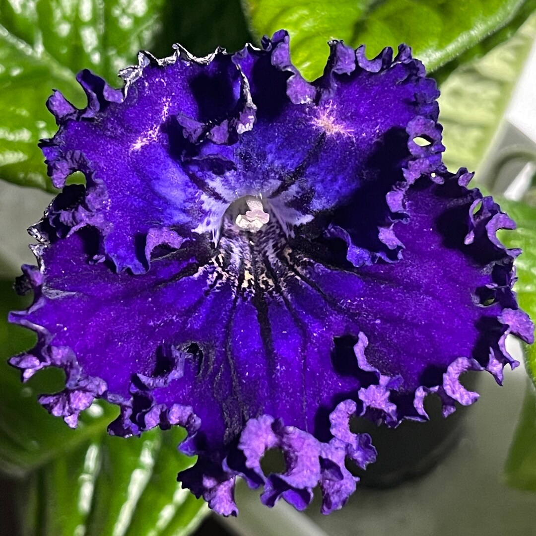 DS Riushele fringe Fry Streptocarpus 2.5 Pot Starter Plant - Etsy