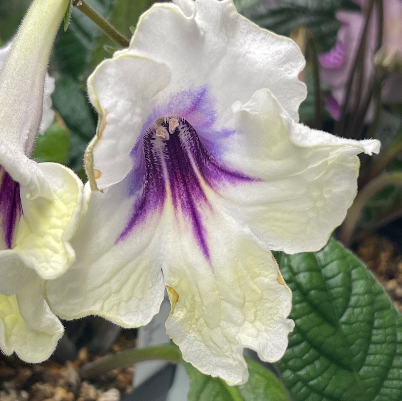 PK Tristan Streptocarpus Cape Primrose 2.5 Pot Live - Etsy