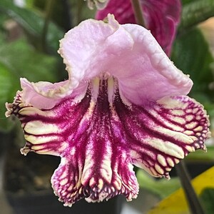 Fiona Streptocarpus Cape Primrose 2.5" Pot Live Starter Plant - Etsy