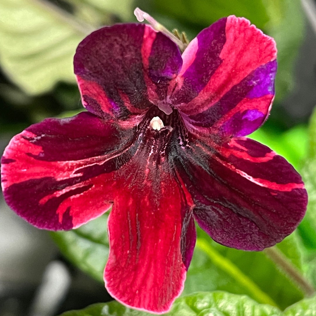 Neils Circus Streptocarpus 2.5 Pot Live Plant - Etsy