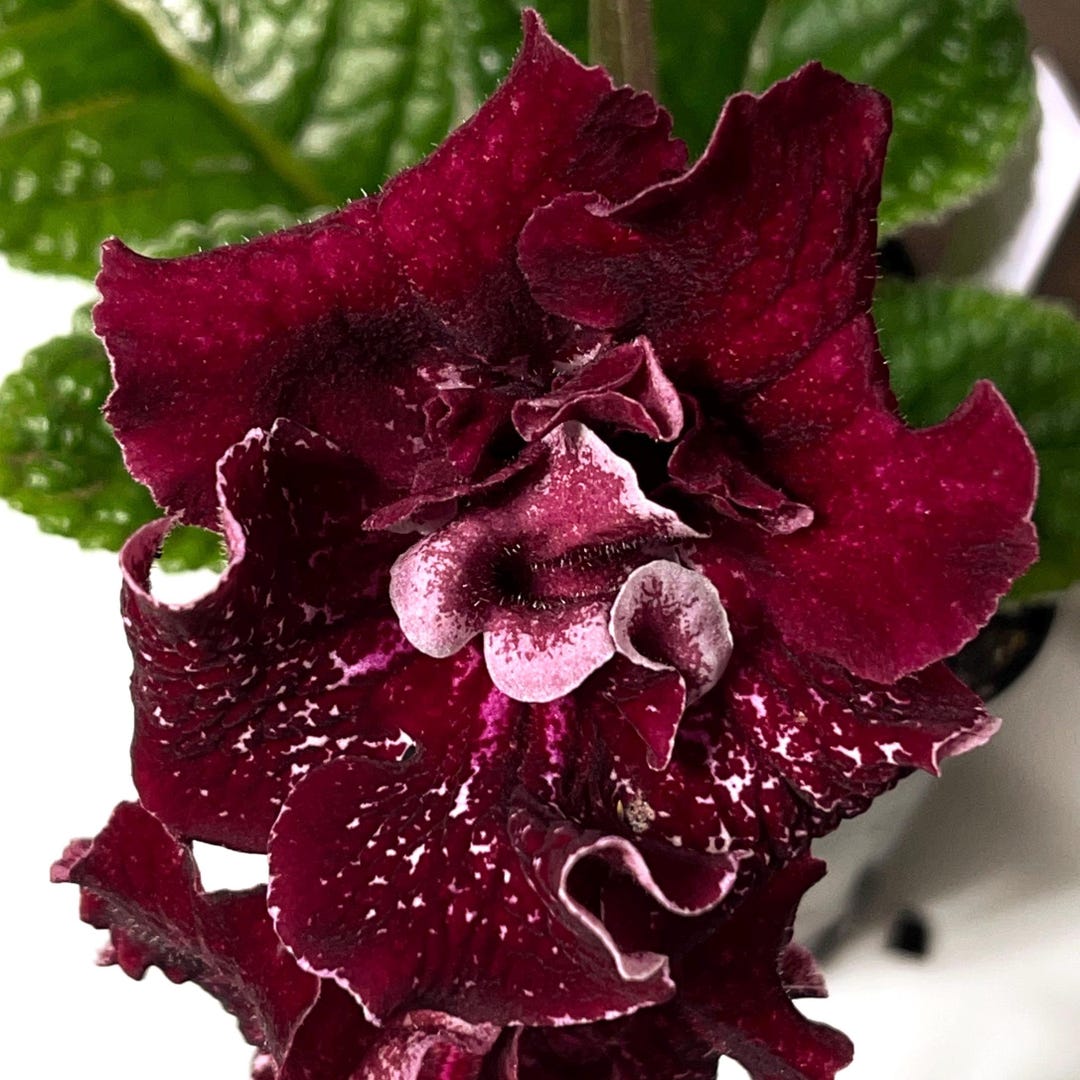 DS Shake Streptocarpus Cape Primrose 2.5" Pot Live Starter Plant - Etsy