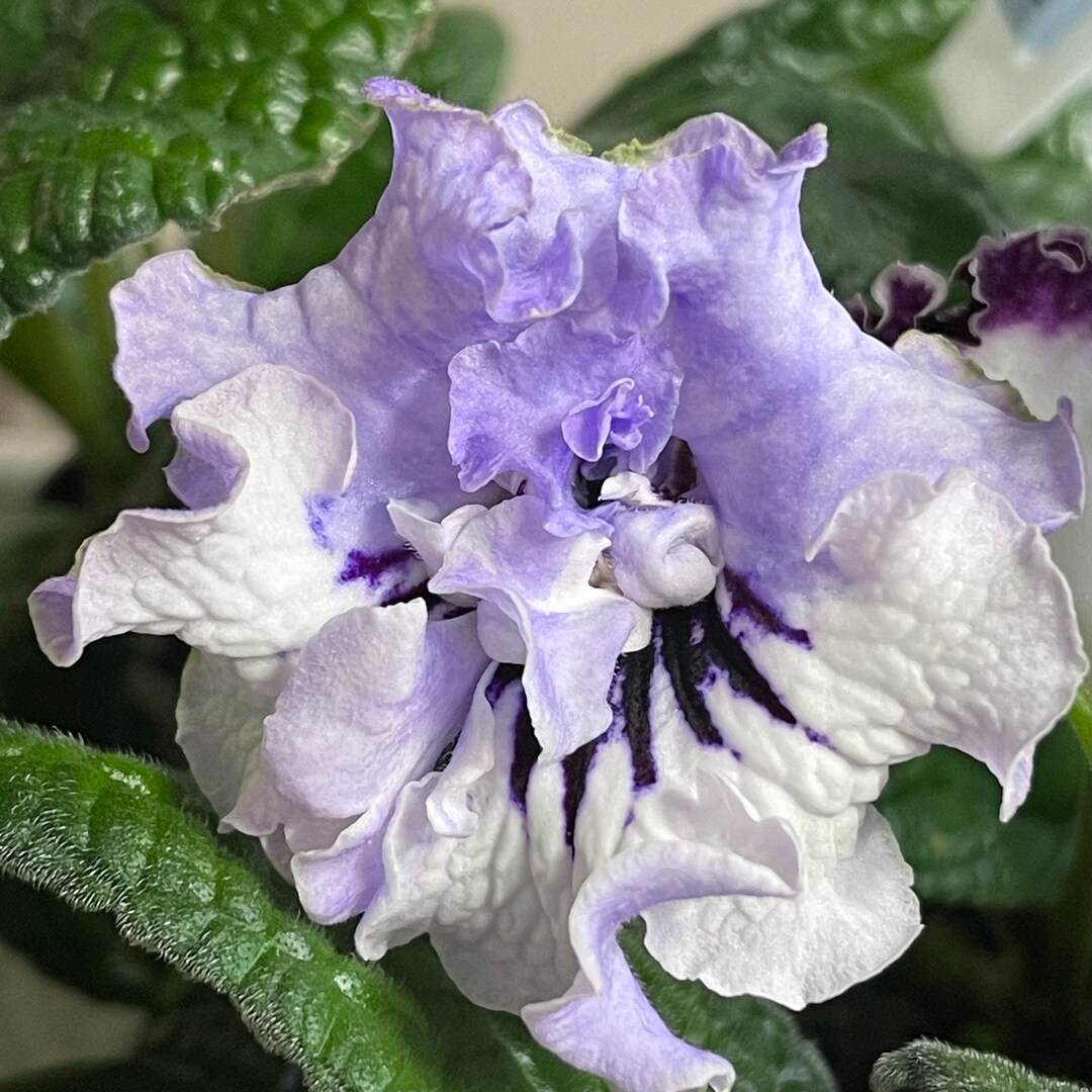 DS Light Smoke Streptocarpus Cape Primrose 2.5 Pot Live Starter Plant ...