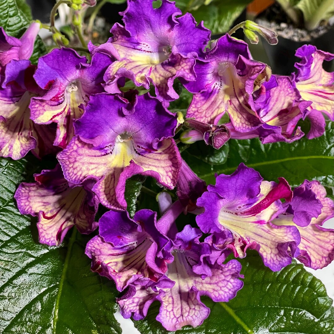 DS Little Parrot Streptocarpus Cape Primrose 2.5" Pot Live Starter ...