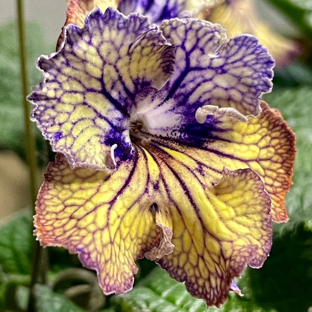 Topaz Streptocarpus Cape Primrose 2.5" Pot Starter Plant - Etsy