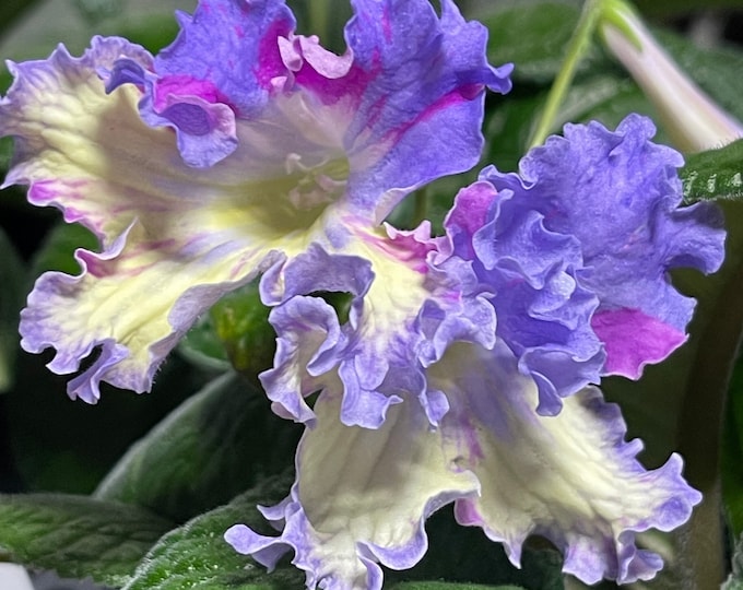 PK Sunny Rainbow Streptocarpus Cape Primrose 2.5" Pot Starter Plant - Etsy