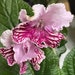 Fiona Streptocarpus Cape Primrose 2.5 Pot Live Starter Plant - Etsy