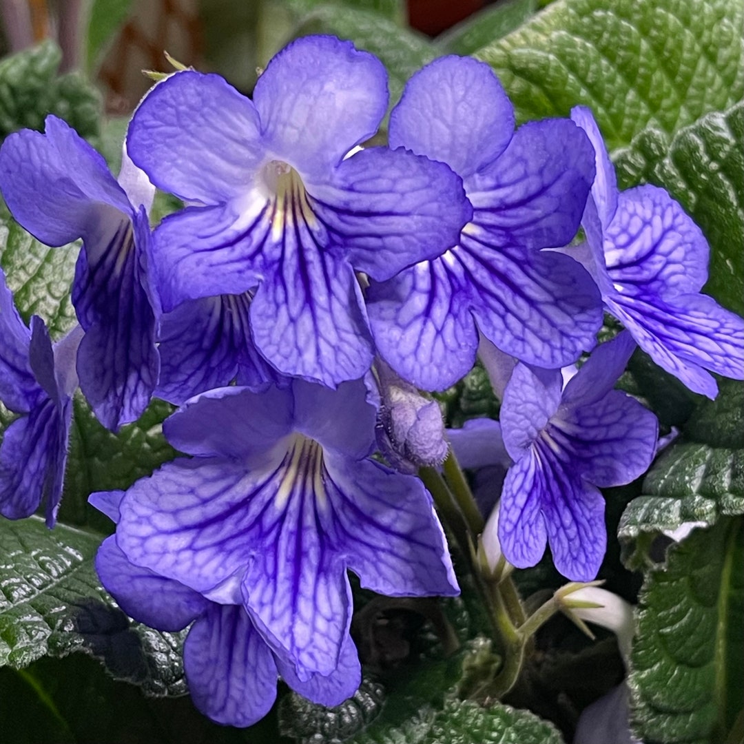 Bethan Streptocarpus Cape Primrose 2.5 Pot Rooted Plant - Etsy