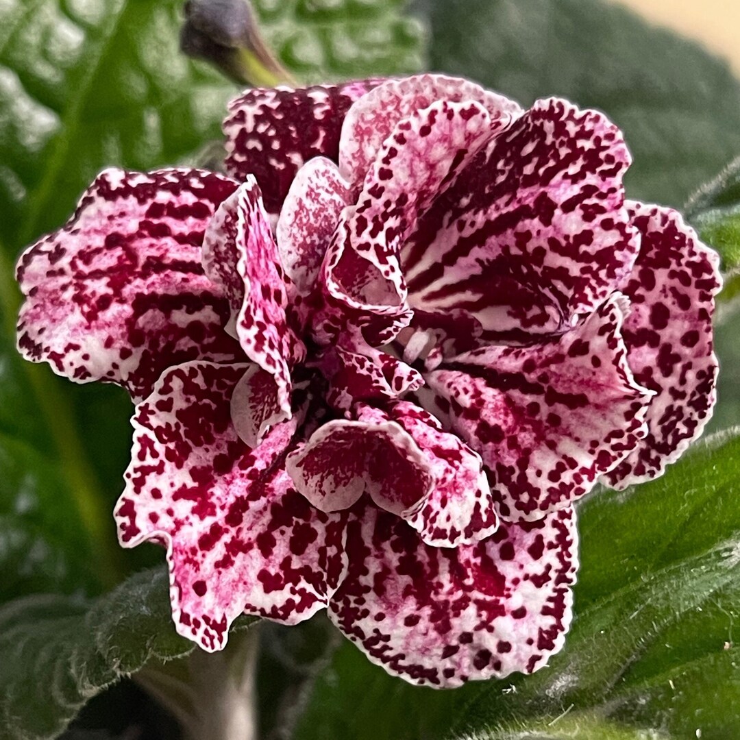 DS Hawaiian Party Streptocarpus Cape Primrose 2.5" Pot Starter Plant - Etsy