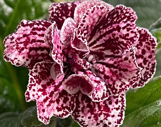 DS Hawaiian Party Streptocarpus Cape Primrose 2.5" Pot Starter Plant - Etsy