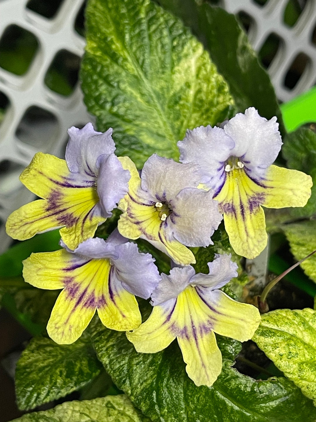 Dales Polar Canary Variegated Streptocarpus 2.5 Pot Starter Plant - Etsy