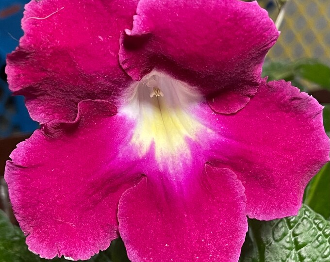 DS Yarillo Streptocarpus Cape Primrose 2.5" Pot Live Starter Plant - Etsy