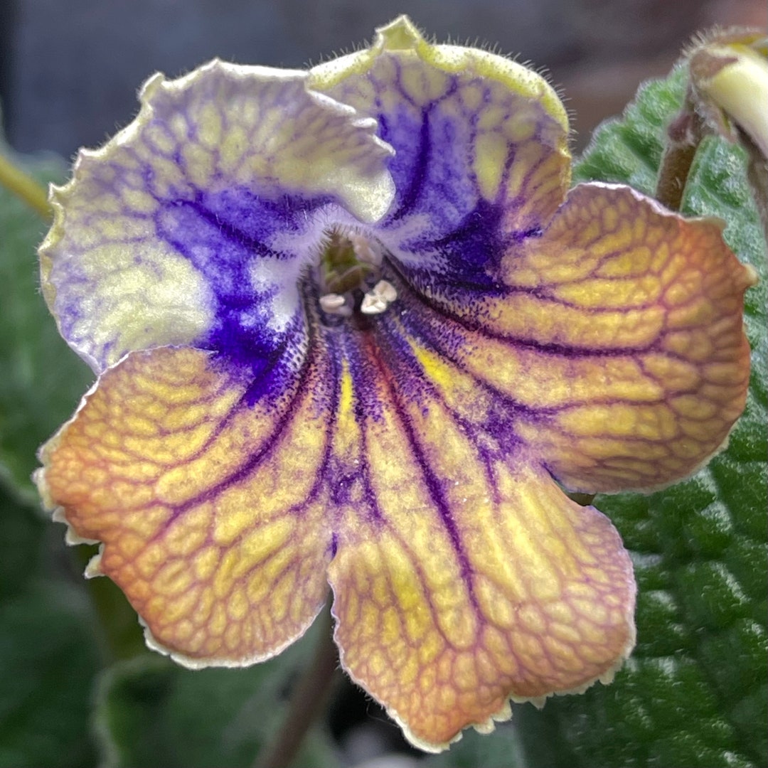 Topaz Streptocarpus Cape Primrose 2.5 Pot Starter Plant - Etsy