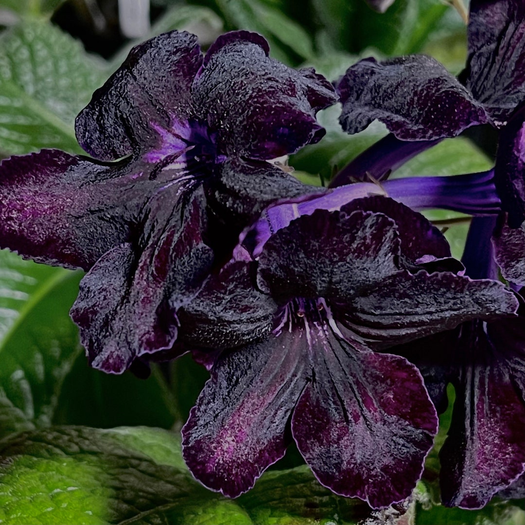 Morion Streptocarpus Cape Primrose 2.5" Pot Live Starter Plant - Etsy