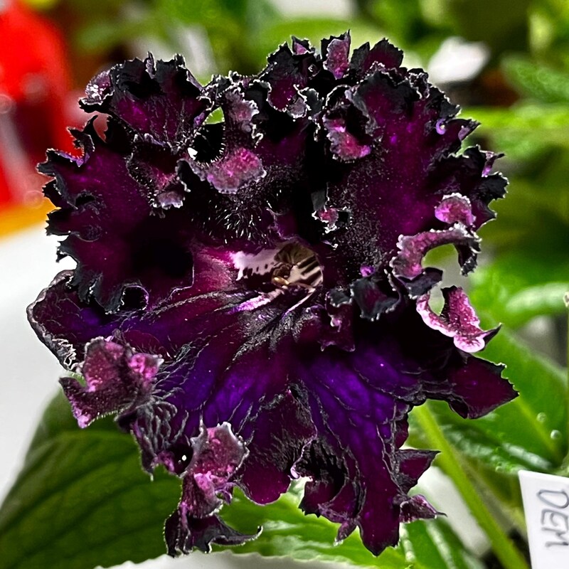 Black Purple Coelius - Etsy