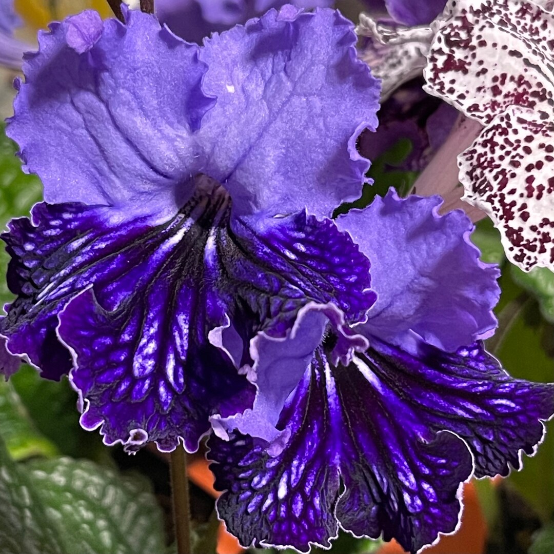 RS Ostrazhniy Rystar (watchful Star) Streptocarpus 2.5" Pot Starter ...
