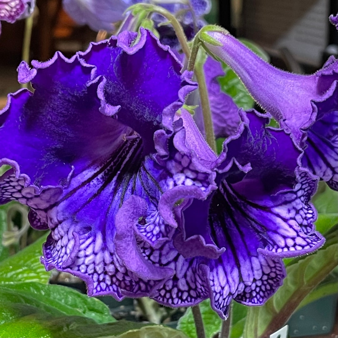 DS Midnight Poison Streptocarpus Cape Primrose 2.5 Pot Live Starter ...