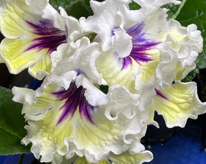 PK Tristan Streptocarpus Cape Primrose 2.5" Pot Live Starter Plant - Etsy